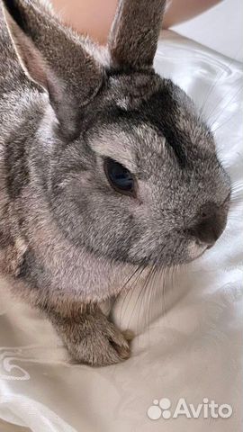 Декоративные карликовые кролики