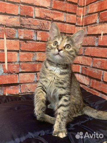 Котенок девочка Полли 3 мес