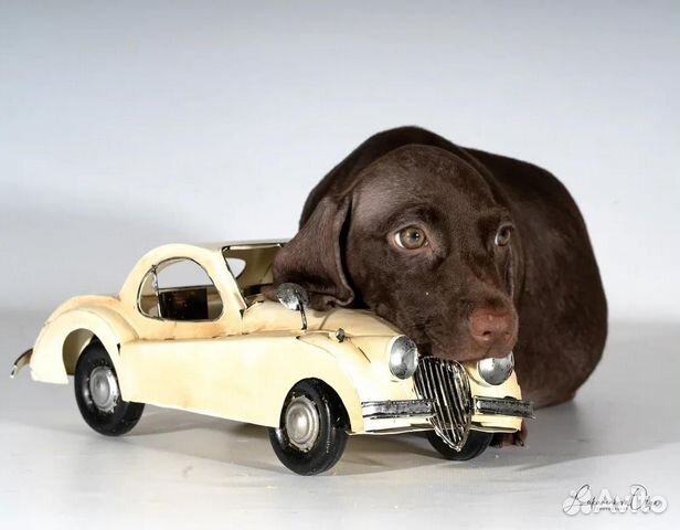 Щенок миниатюрной таксы