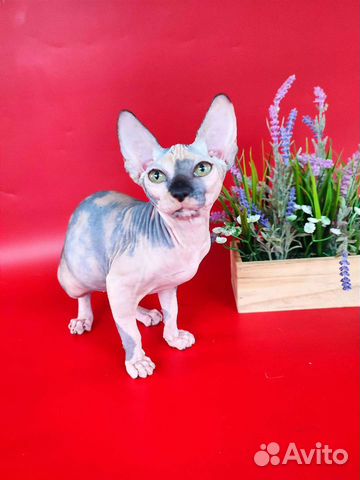 Канадский сфинкс девочка черепаха