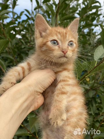 Котята ответственным людям