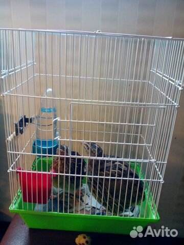 Перепела отдаю