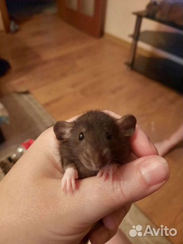 Крыса дамбо