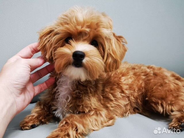 Девочка Мальтипу Ф1