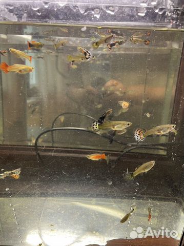 Гуппи отдам за корм