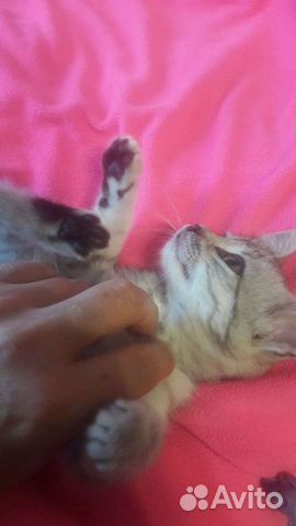 Отдам кота в добрые руки