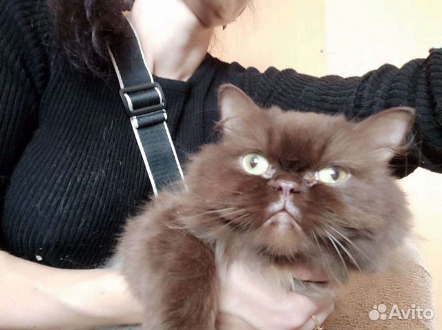 Кот породы Хайленд-страйт в добрые руки