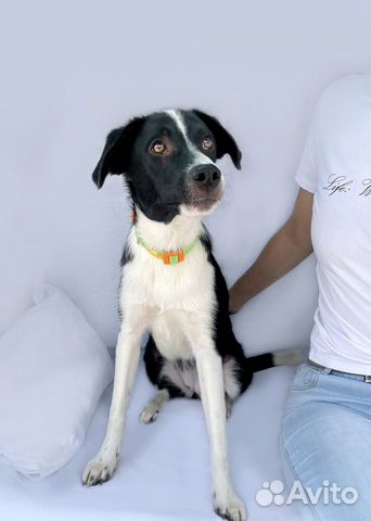 Щенок Ромашка в добрые руки