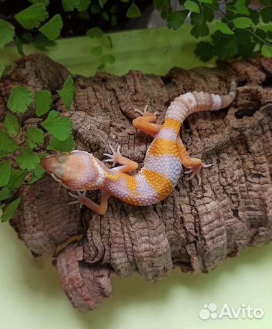 Эублефары Tangerine