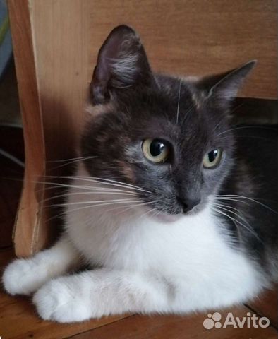 Кошка Троя