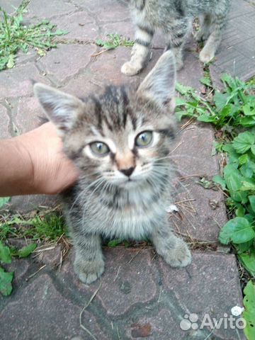 Котенок Кот Мальчик 1мес