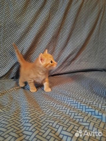 Солнечный тигренок в добрые руки