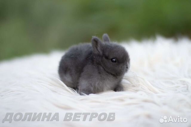Кролик минор голубой, крошка