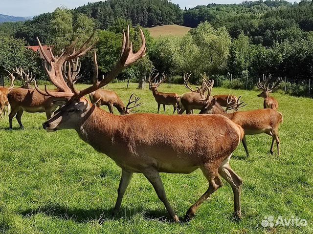 Благородный европейский олень