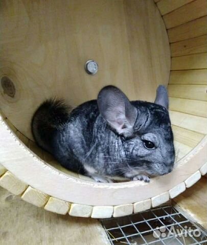 Шиншилла с клеткой