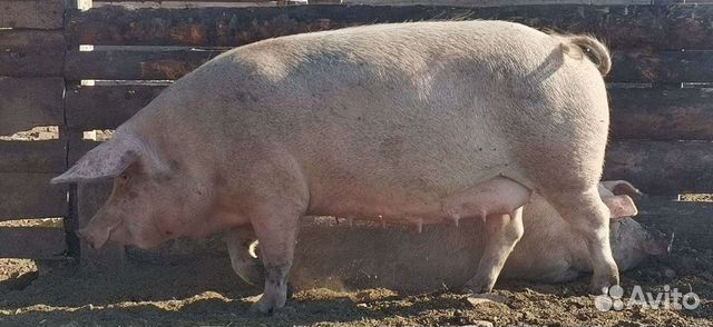 Свиноматка супоросная опророс черезмесяц