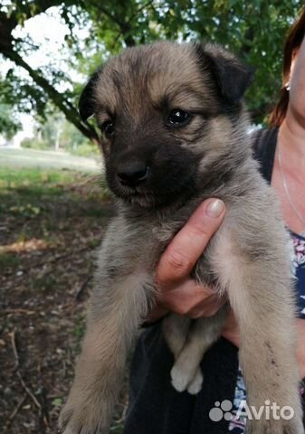 Собаки бесплатно в добрые руки щенки