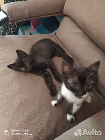 Котята в хорошие руки