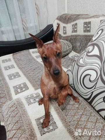 Щенки цвергпинчера кобели