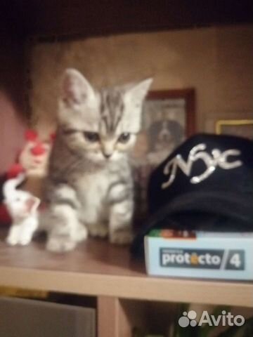 Замечательный шотландский малыш