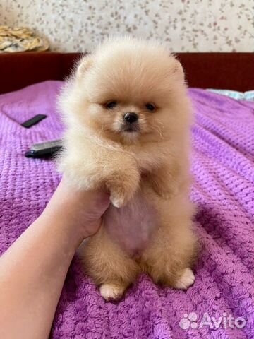 Померанский шпиц малышка Ляля