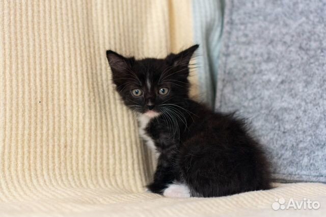 Котята