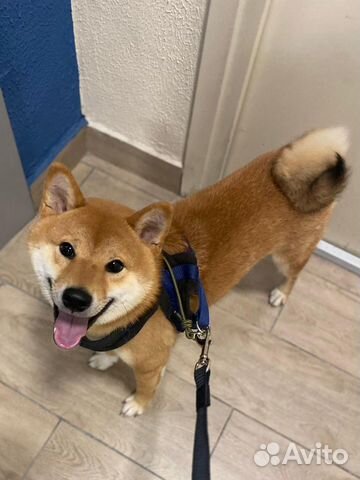 Вязка кобель shiba