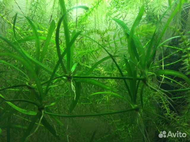 Валлиснерия