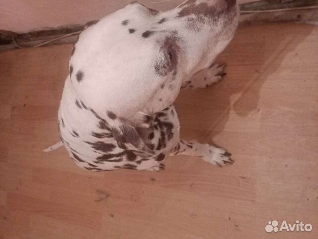 Найден долматинец (девочка)