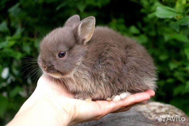 Шоколадный маленький зайчонок