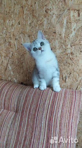Шикарный мраморный котик