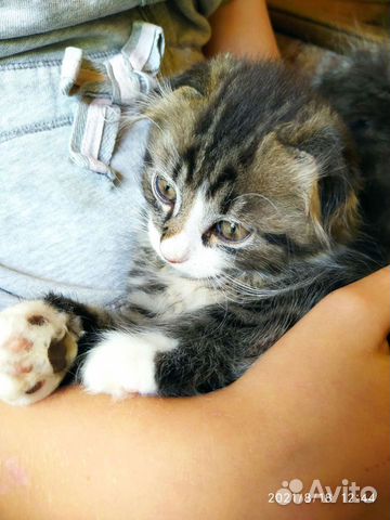 Котята шотландские, вислоушки