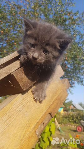 Котёнок гималайский