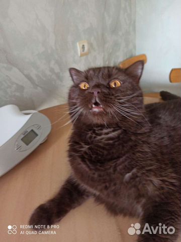 Кошка в дар