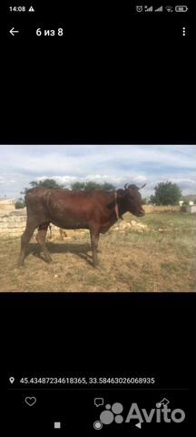 Коровы первотелки