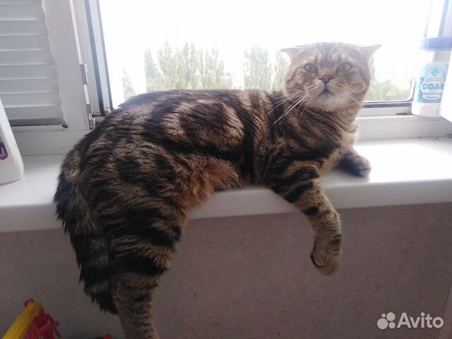 Шотландский кот вязка