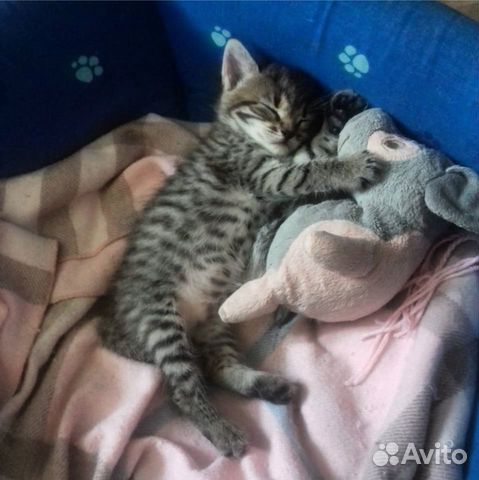 Выброшенная в коробке Шпулька в добрые руки