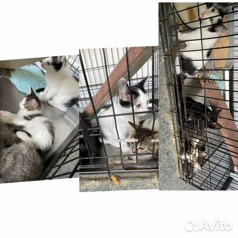 Котята мальчики в ветклинике