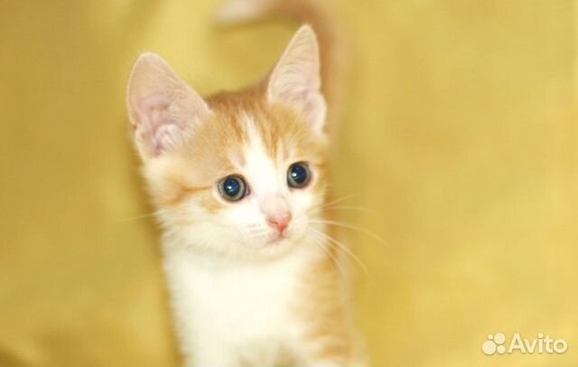 Котята-малышата