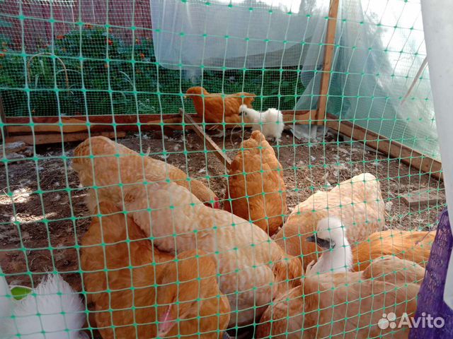 Куры орпингтон палевый