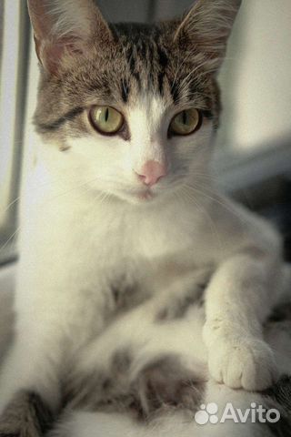 Кошка