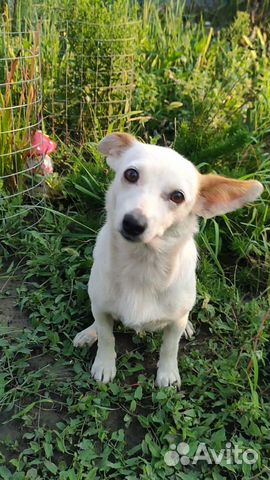 Белокурая милашка ищет дом