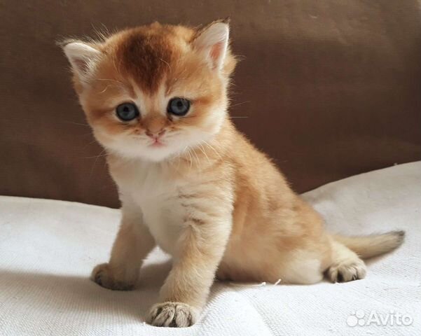 Черный бриллиант в золотой оправе