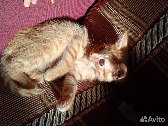 Котята веслоухие в добрые руки