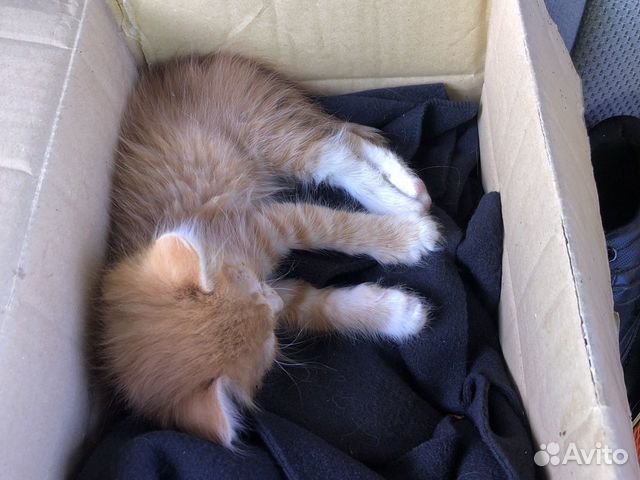 Котенок по имени Гав