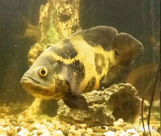 Астронотус