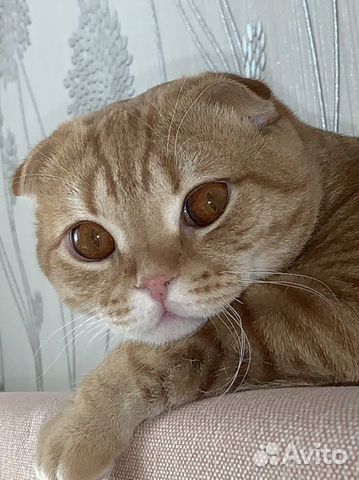 Вязка шотландского кота