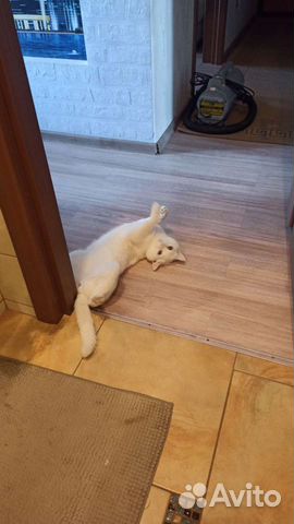 Кот на случку
