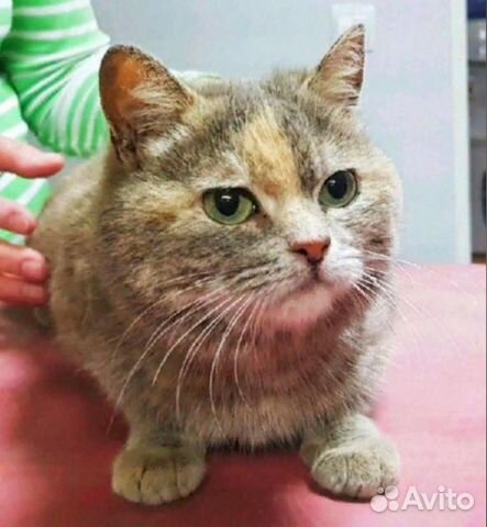 Кошечка с грустными глазами из Приюта ищет дом
