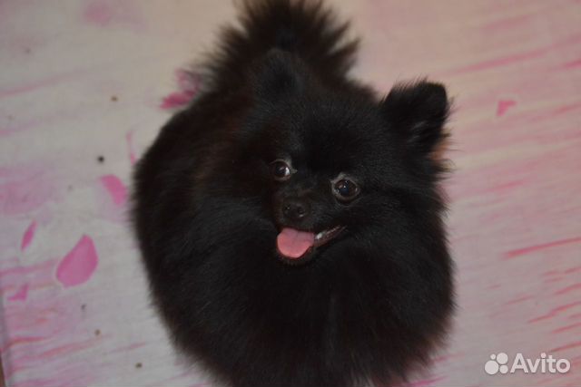 Шпиц - девочка 9 мес